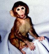 Andi és el nom del primer mico modificat genèticament - L'Hdigital