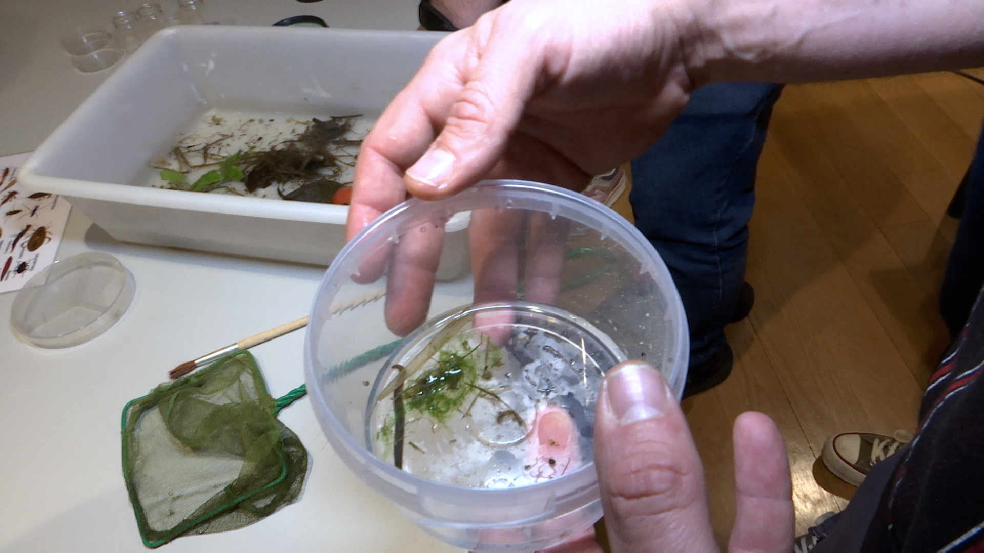 Els invertebrats que habiten al riu, una peça clau de l’ecosistema ...